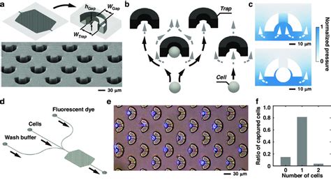 Cell Trapping And Fluorescence Staining A Design And Scanning Electron