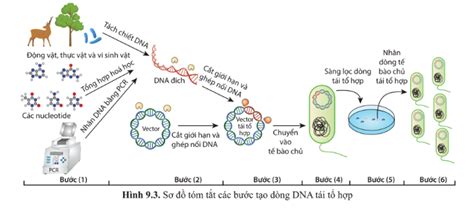 Trong quy trình tạo dòng DNA tái tổ hợp hình bài enzyme được dùng trong