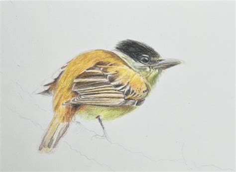 How To Draw A Realistic Bird In Colored Pencil Step By Step