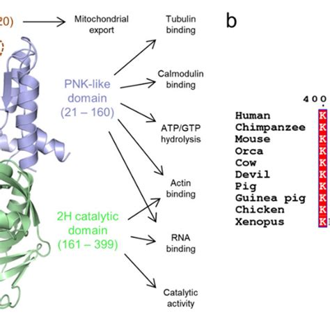 The Structure And Interactions Of Periaxin A A Schematic Of A Prx