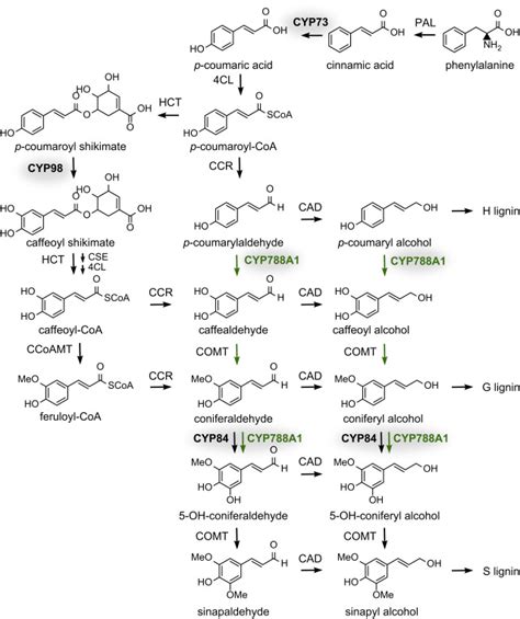 Plant Cytochrome P450 Plasticity And Evolution Molecular Plant