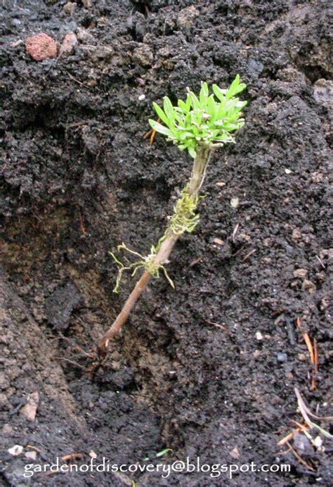 Garden Of Discovery Low Tech Lavender Propagation