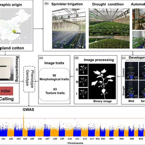 High Throughput Automatic Phenotyping Platform For Cotton A