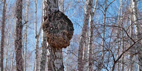 What Causes A Burl In A Tree In Palm City FL