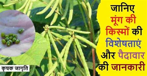 Mung Bean Varieties In Hindi जानिए मूंग की किस्में