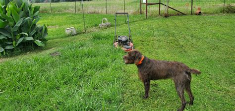 Gallery Blue Duck Pudelpointer