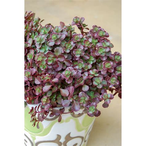 140mm Sedum Chocolate Blob Sedum Spurium Bunnings Australia