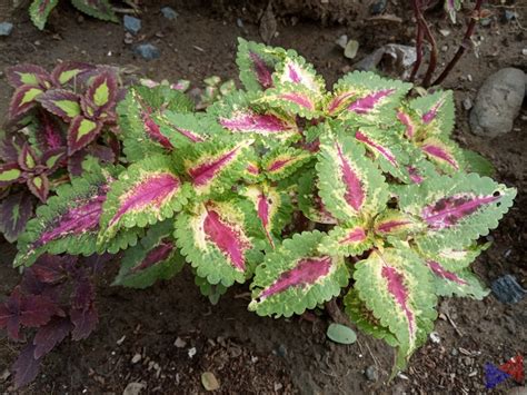 Xiaomi Redmi A Review