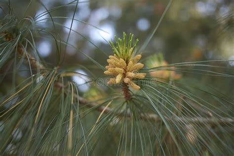 Close Up Inflorescence Of Pinus Strobus Stock Image Image Of Conifer Brown 126802999 Close Up Inflorescence Of Pinus Strobus Stock Image Image Of Conifer Brown 126802999