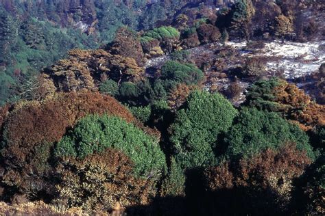 Vegetation Structure Image Picryl Public Domain Media Search Engine Public Domain Search