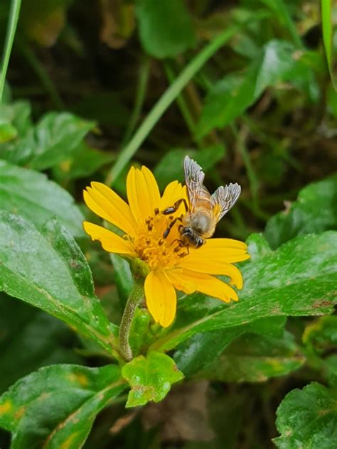 Hoa V Ng V Ong L Y M T Vi T B I Mucnuong Tuongot