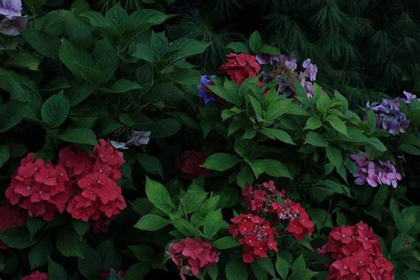 Hydrangea Blossoms - Free photo on Pixabay - Pixabay