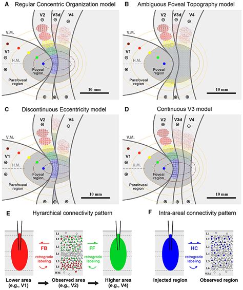 Frontiers Topographic Organization Across Foveal Visual Areas In Macaques