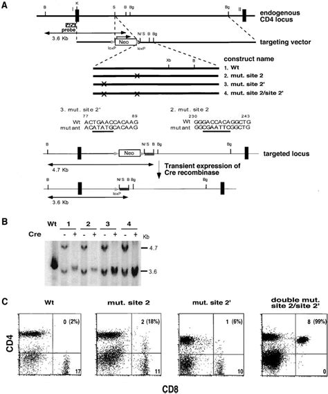 differential requirements for runx proteins in cd4 repression and