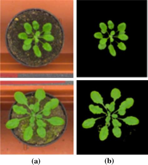 Plant Region Segmentation In Plant Images From A1 Dataset A Original