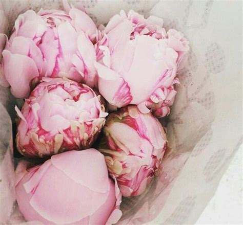 Pin by Рина on Пепел розы + | Peonies, Flowers, You and i