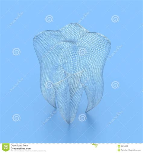 Human Tooth Structure Vector Diagram The Anatomy Of The Tooth Cross Section Scheme