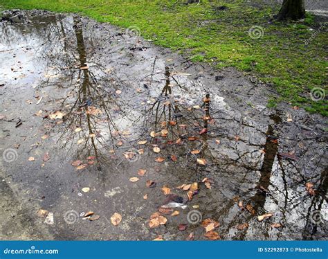 Reflections Of Tree Branches Stock Image Image Of Trees Ground