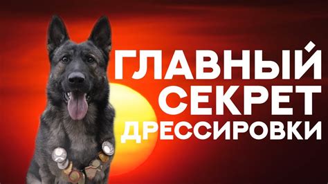 Главный секрет дрессировки. The main secret of dog training. - YouTube