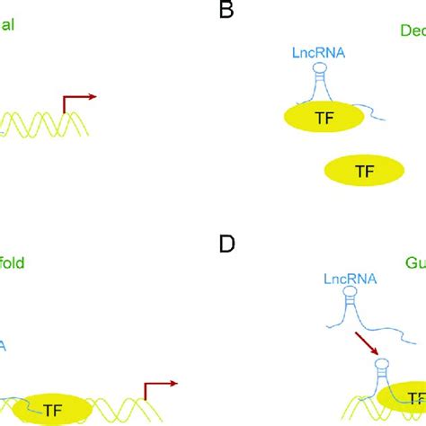 Overview Of Molecular Functions Of Lncrnas A Signal B Decoy C