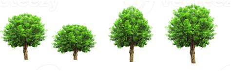 Isolated Tree On Transparent Background 17297049 PNG
