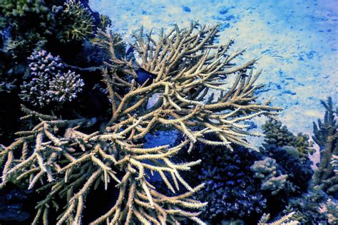 Andaman Coral Spawning Thailands Underwater Light Show