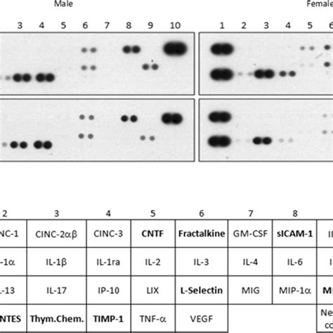Representative Cytokine Array Showing Cytokine Expression In The