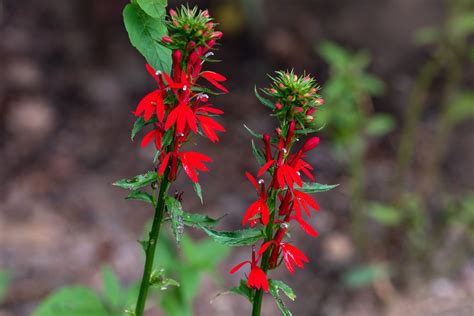 Common Wildflower Names