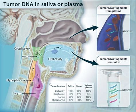 Is Tumour Circulating Dna A Better Tool For Cancer Diagnostic And