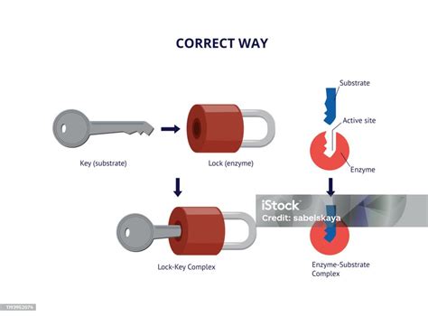 Enzyme Diagram Labeled