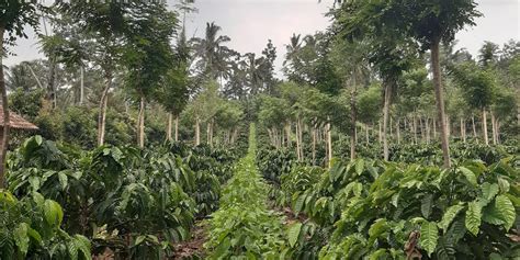 Regenerative Coffee Farming Alliance Bioversity International Ciat
