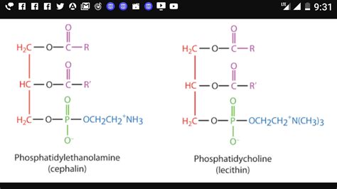 Soy Lecithin Molecular Formula At Brayden Ologhlin Blog