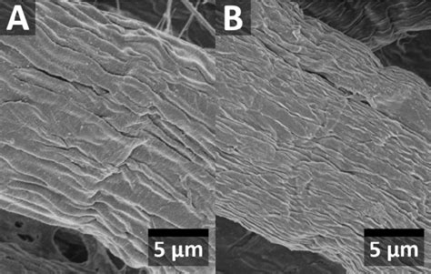 A Sem Of An Uncalcined Sample B Sem Of A Calcined Sample Download