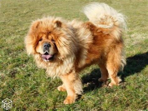 Simba Bis Chow Au Coeur