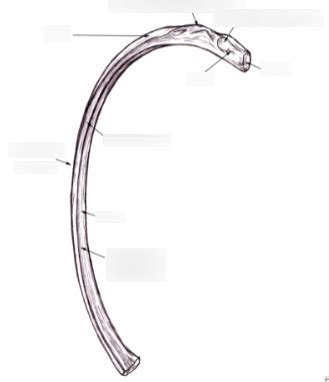 Rib Diagram Quizlet