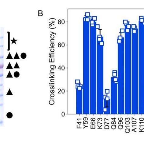 The Binding Interface Of Fkpa Spans Both The N And C Domains A Sds