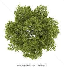 Immagine Correlata Tree Photoshop Tree Plan Photoshop Trees Top View