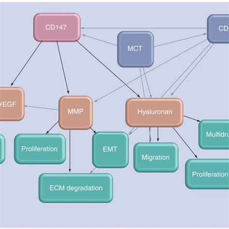 Influence Of Cd147 Silencing On Mct Expression Tumor Cell Lactate Download Scientific Diagram