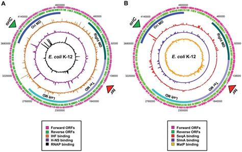 Distribution Of Nucleoid Associated Proteins Across The E Coli