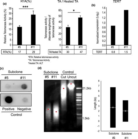 Comparison Of Telomerase Activity And Telomere Length In Download Scientific Diagram