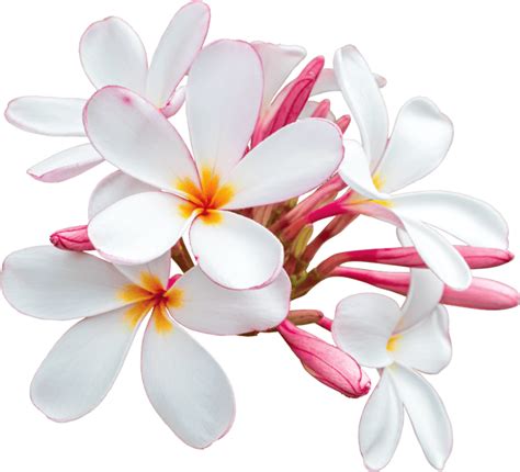 Flor Hawaiana Png Para Descargar Gratis