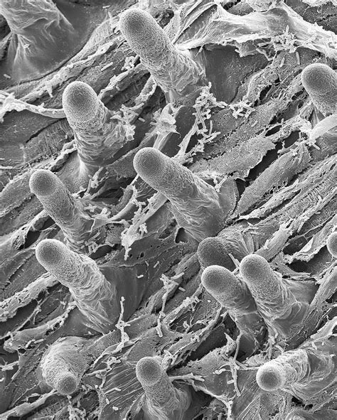 Radish Seed Root Hairs Raphanus Sativus 4 Photograph By Science Photo Library Pixels