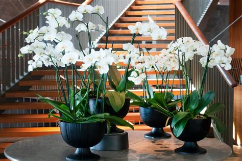 Hoa Lan Nguồn Gốc Đặc Điểm Cách Trồng Và Chăm Sóc Btaskee