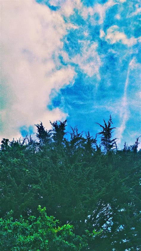 무료 이미지 나무 자연 숲 잔디 수평선 구름 하늘 햇빛 아침 바람 녹색 반사 푸른 생태계 기상 현상 대기 현상 지구의 분위기