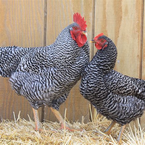 Barred Rock Rooster Vs Hen
