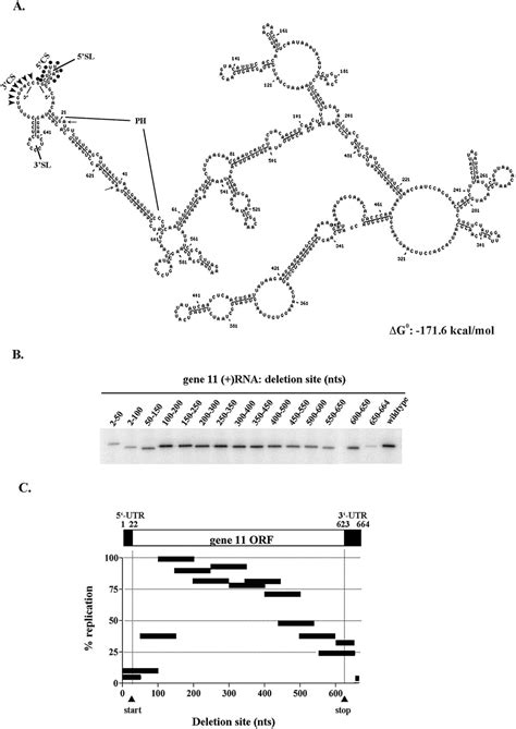 A Base Specific Recognition Signal In The 5′ Consensus Sequence Of