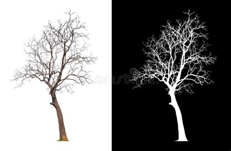 Isolated Tree Without Leave On White Background Stock Photo Image Of Background Fall