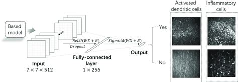 The Adaptation Layer Of The Deep Transfer Learning Model The Front