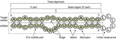 General Scheme Of Mirnamrna Interactions Download Scientific Diagram