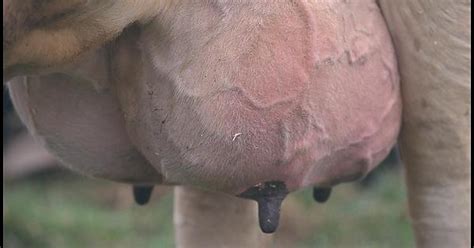 I Just Thought User Sub Could Use Some Hd Cow Utter Action Imgur